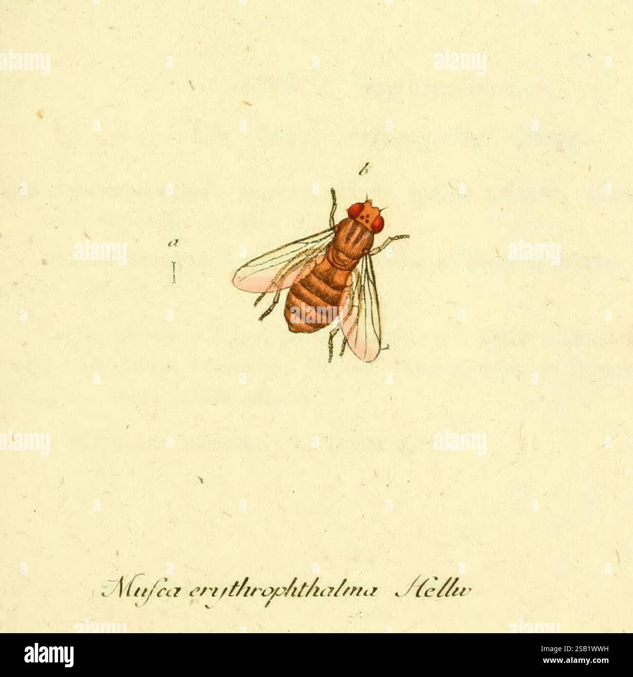 Fauna Germanica, Diptera Nuremberg, s.n, between 1793 and 1805, diptera ...