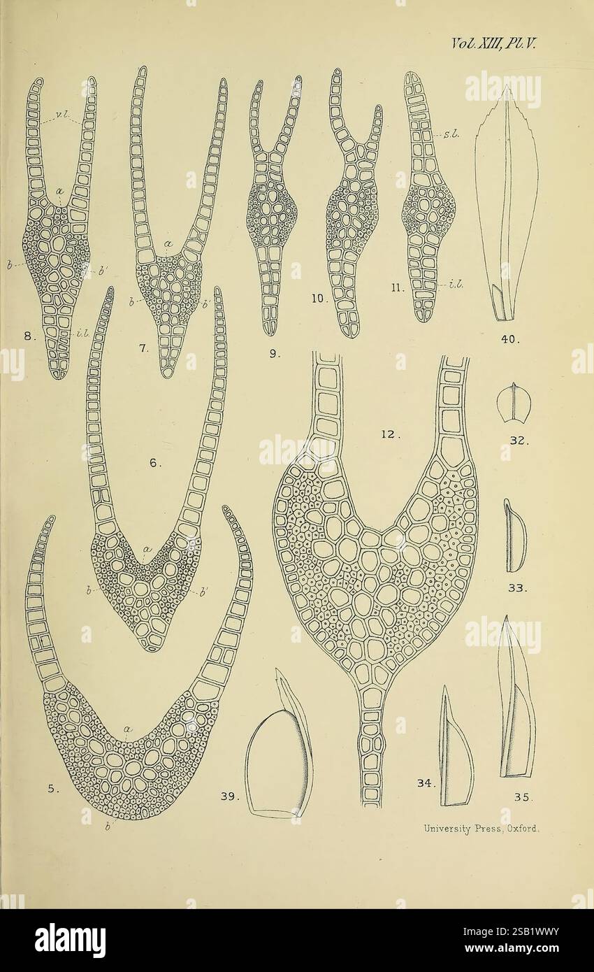 Diagram illustrates different variations hi-res stock photography and ...