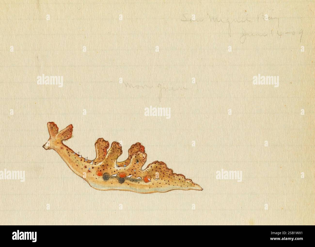 Notes, and, description, of, specimens, collected, on, the, Philippine ...