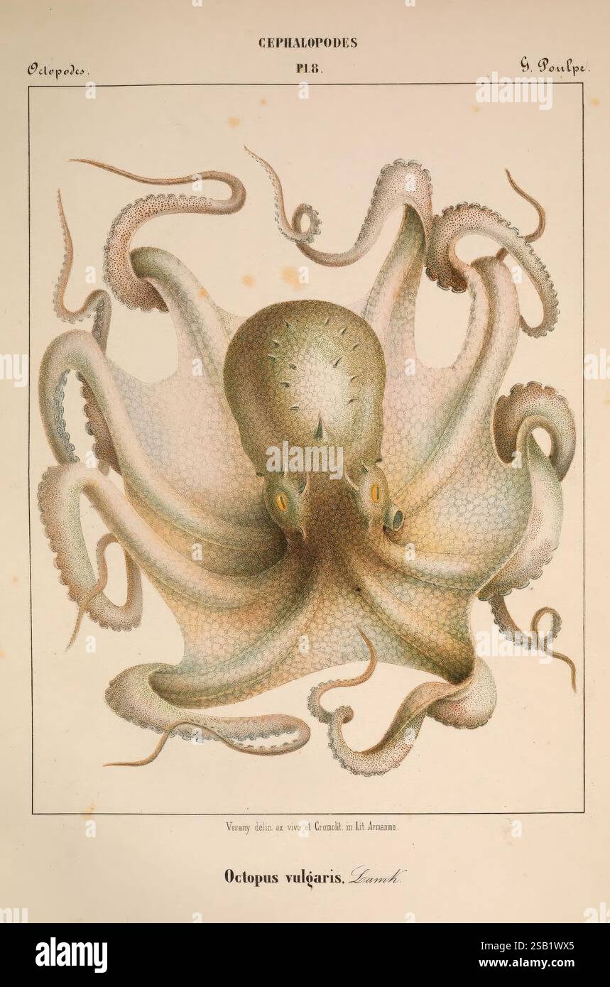 Mollusques, Méditerranéens, Ge, ACnes, Impr, des sourds-muets, 1851 ...