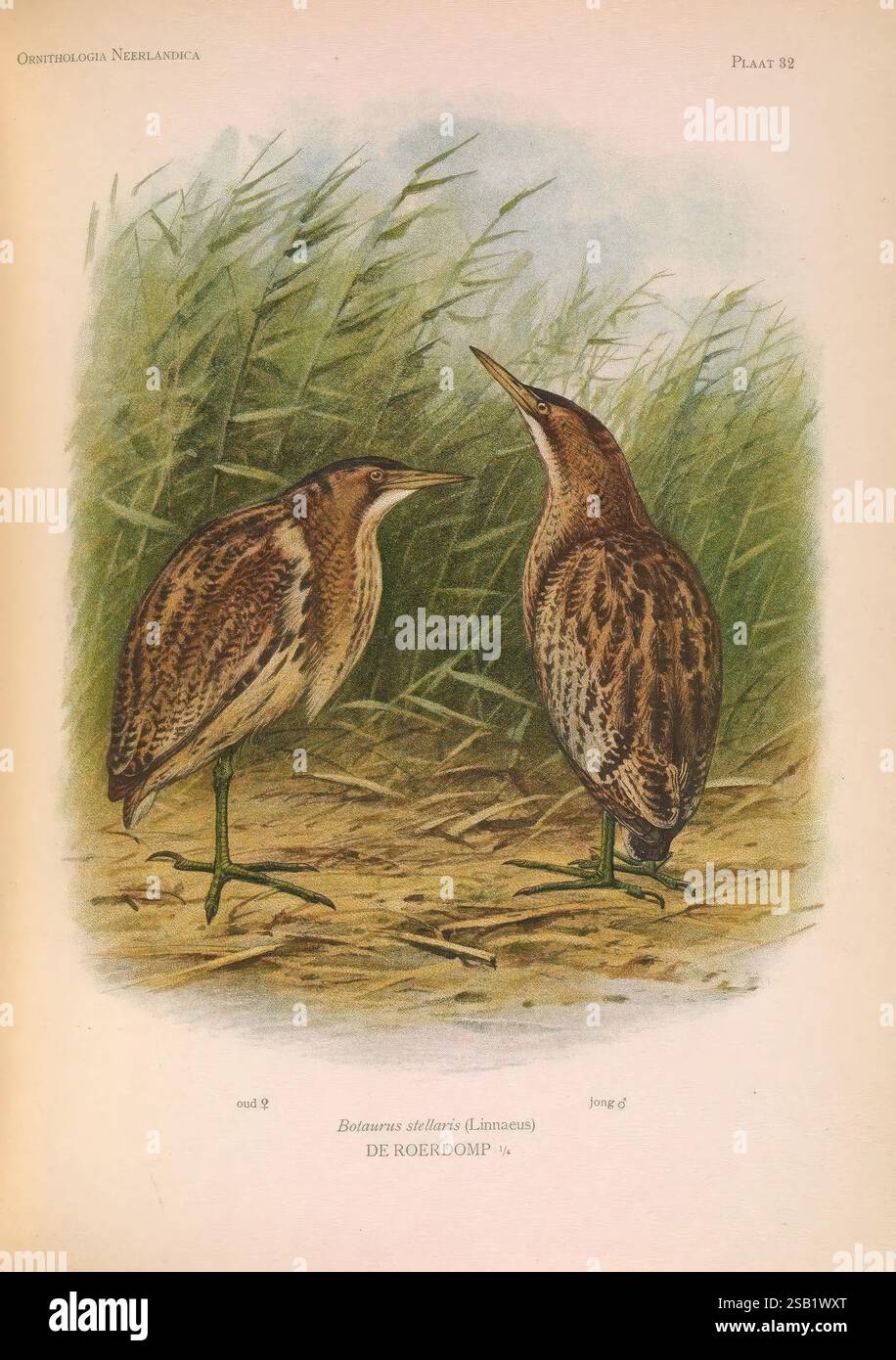 Two european water rail birds hi-res stock photography and images - Alamy