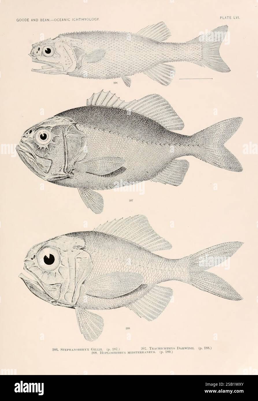 Oceanic ichthyology, v.22 atlas, Cambridge, U.S.A, 1896, Atlantic Ocean ...