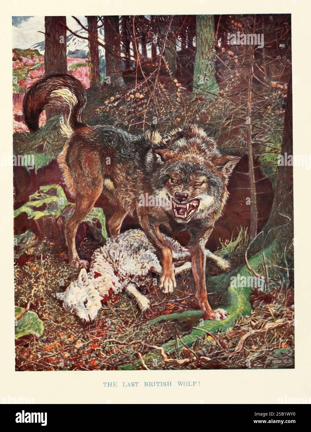 Stark interactions within ecosystems hi-res stock photography and ...