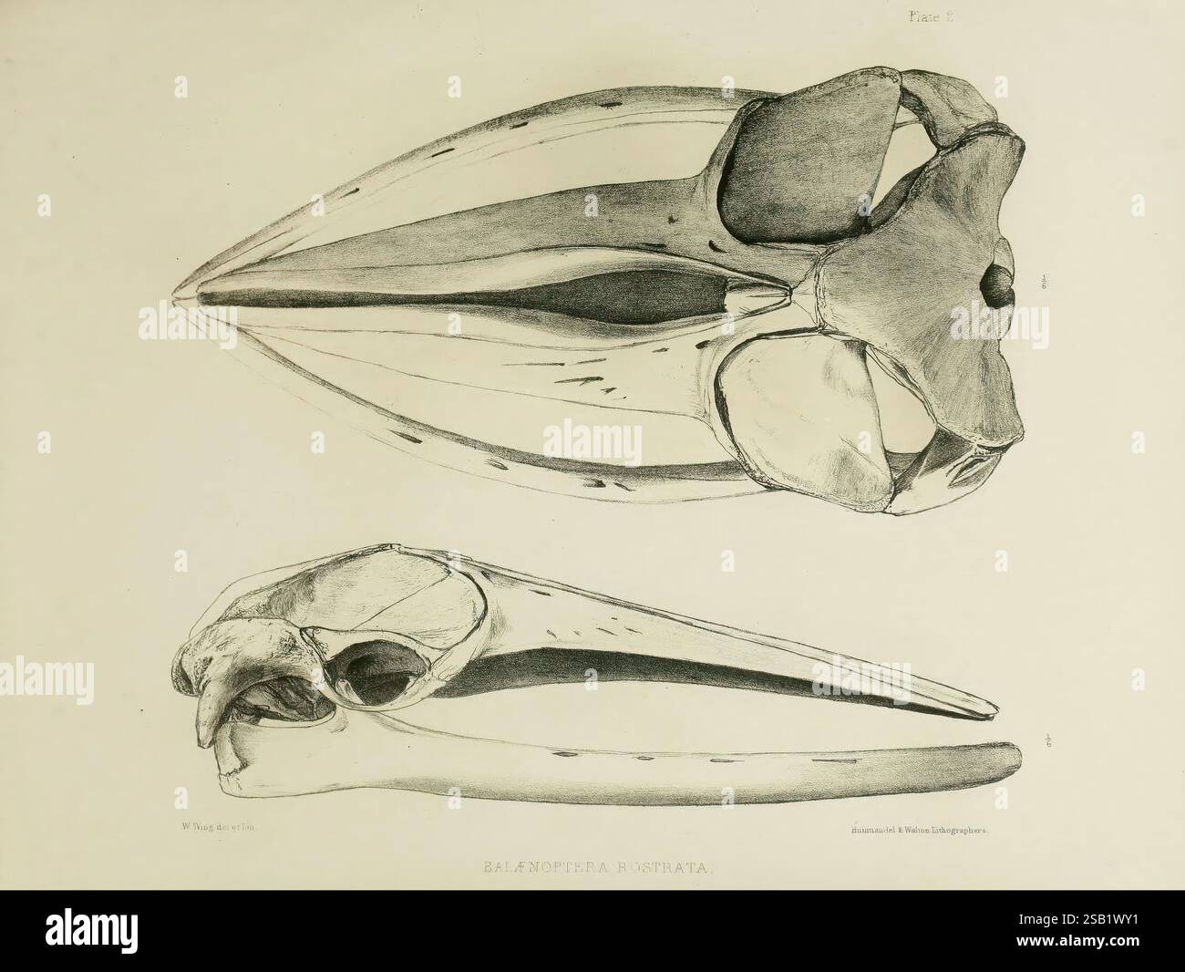 Distinct rostrum structure hi-res stock photography and images - Alamy