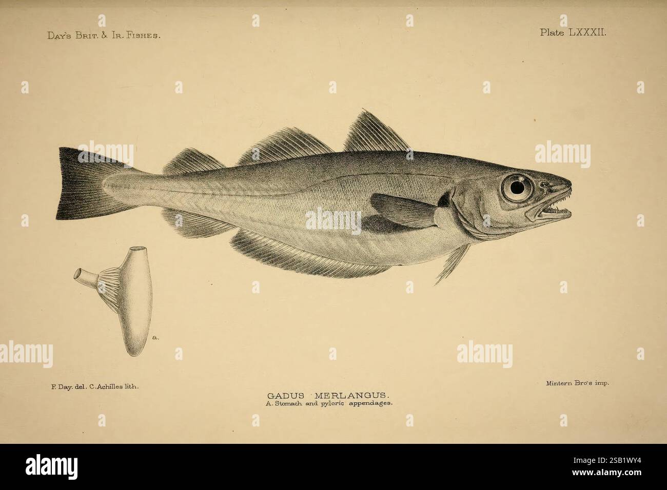 The fishes of Great Britain and Ireland, Edinburgh, 1880-1884, Great ...