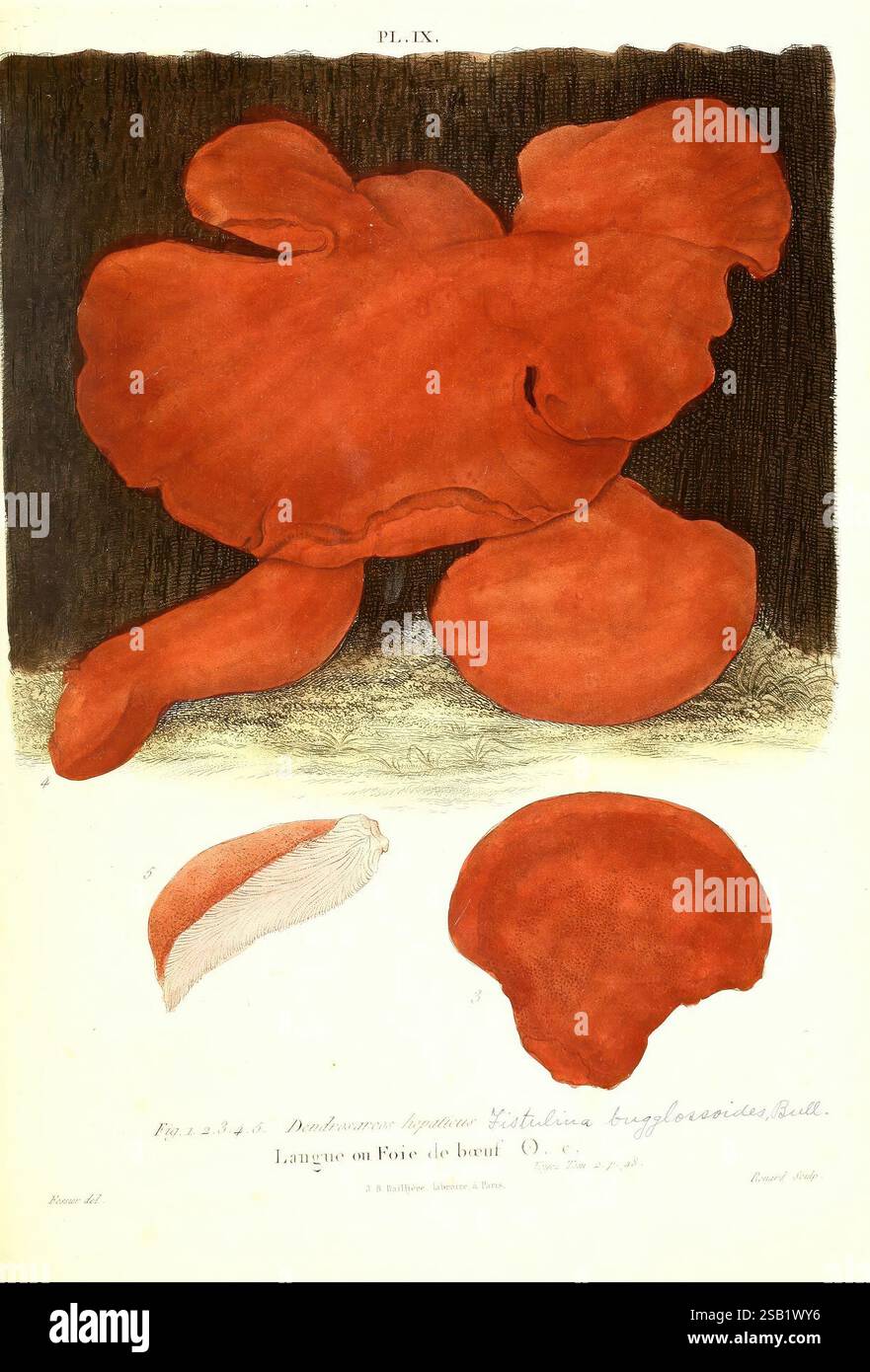 Central larger specimen features hi-res stock photography and images ...