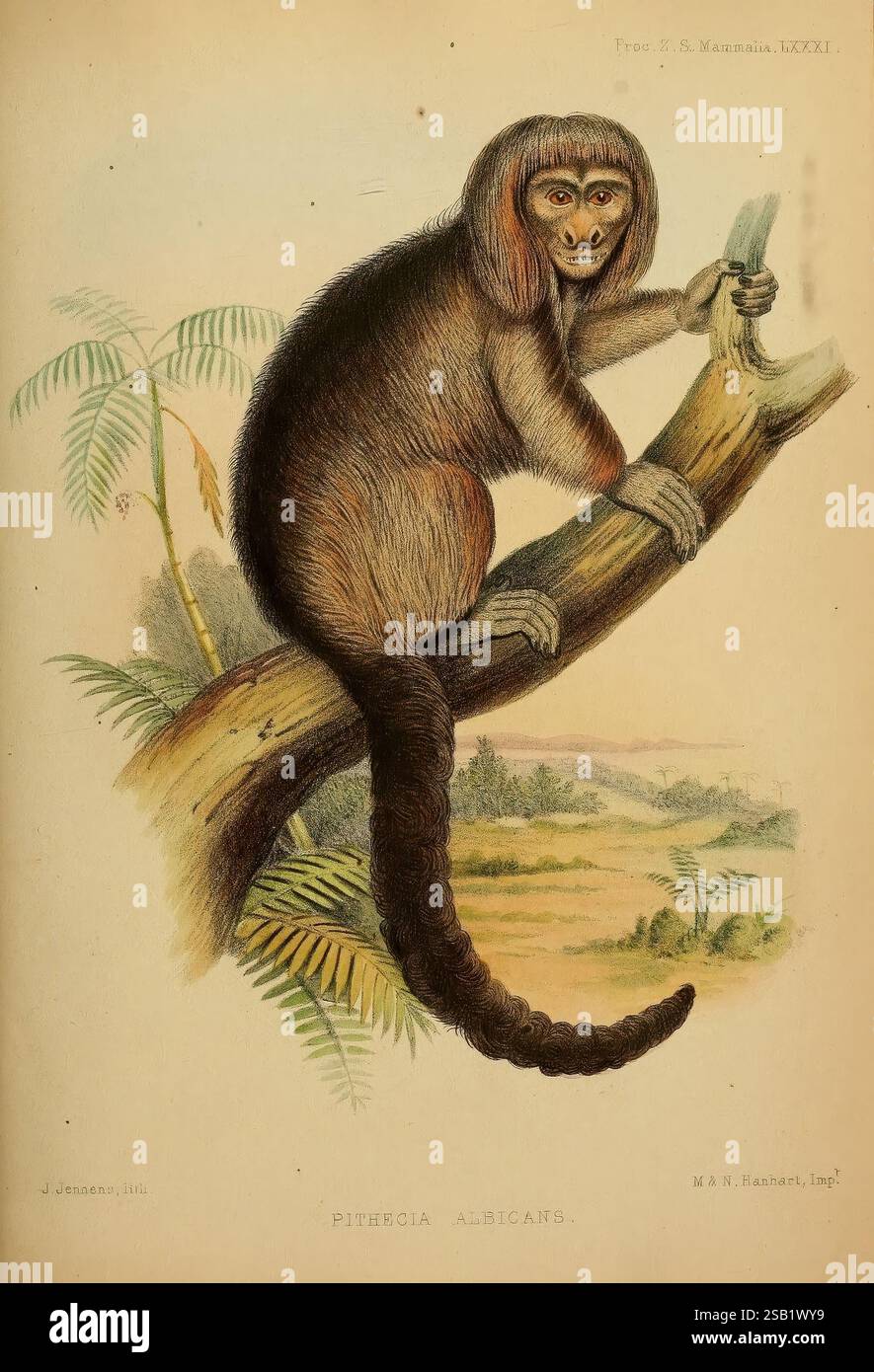 Saki monkeys long hi-res stock photography and images - Alamy