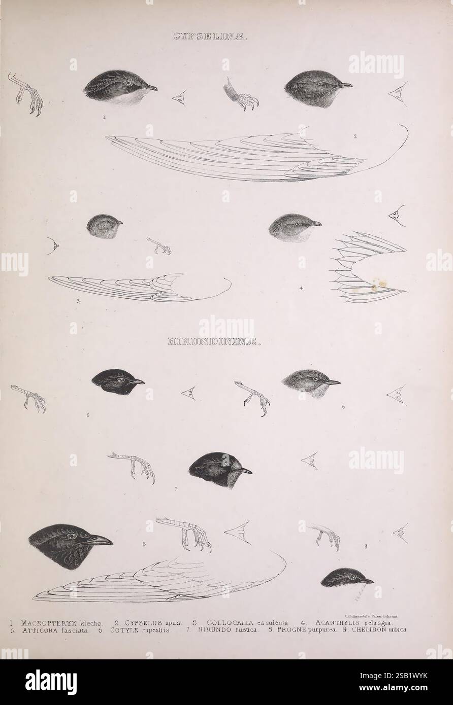 The, genera, of, birds, London, 1849, birds, behavior classification ...