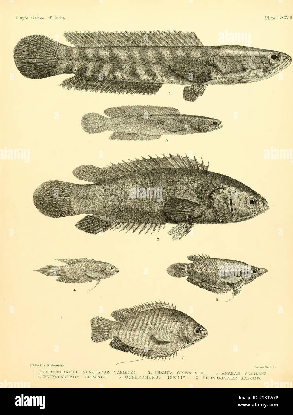 The fishes of India, [1875]-1878, India, Burma, Indian Ocean, Sri Lanka ...