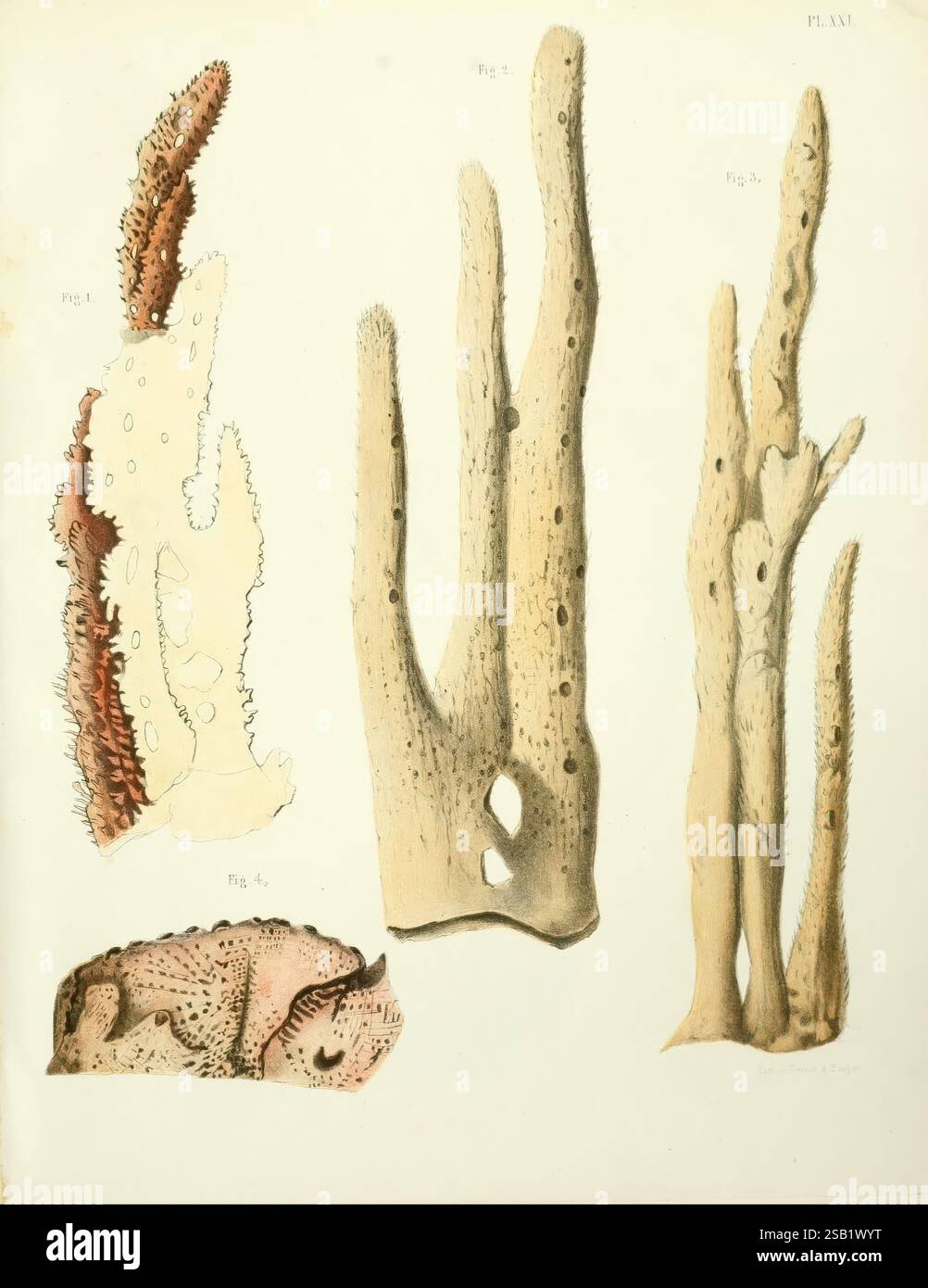 Elongated structures hint hi-res stock photography and images - Alamy