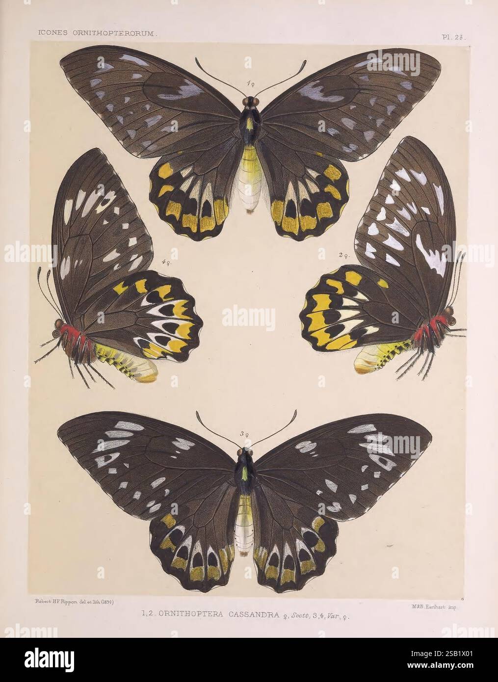 Bottom right butterflies hi-res stock photography and images - Alamy