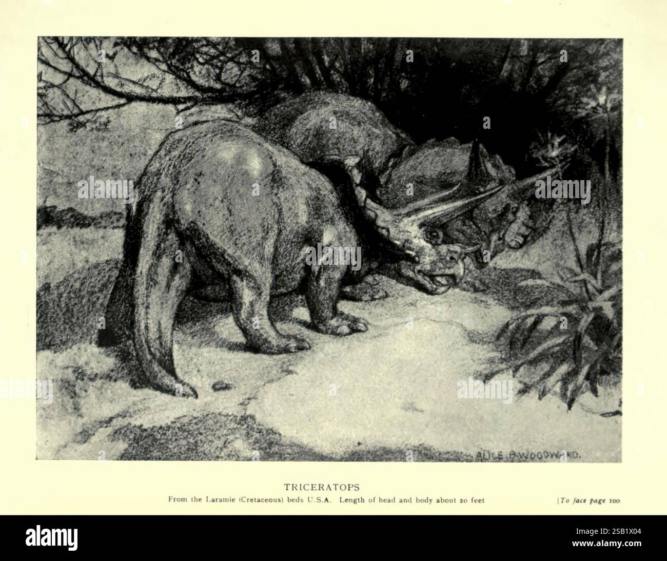 Three prominent horns hi-res stock photography and images - Alamy