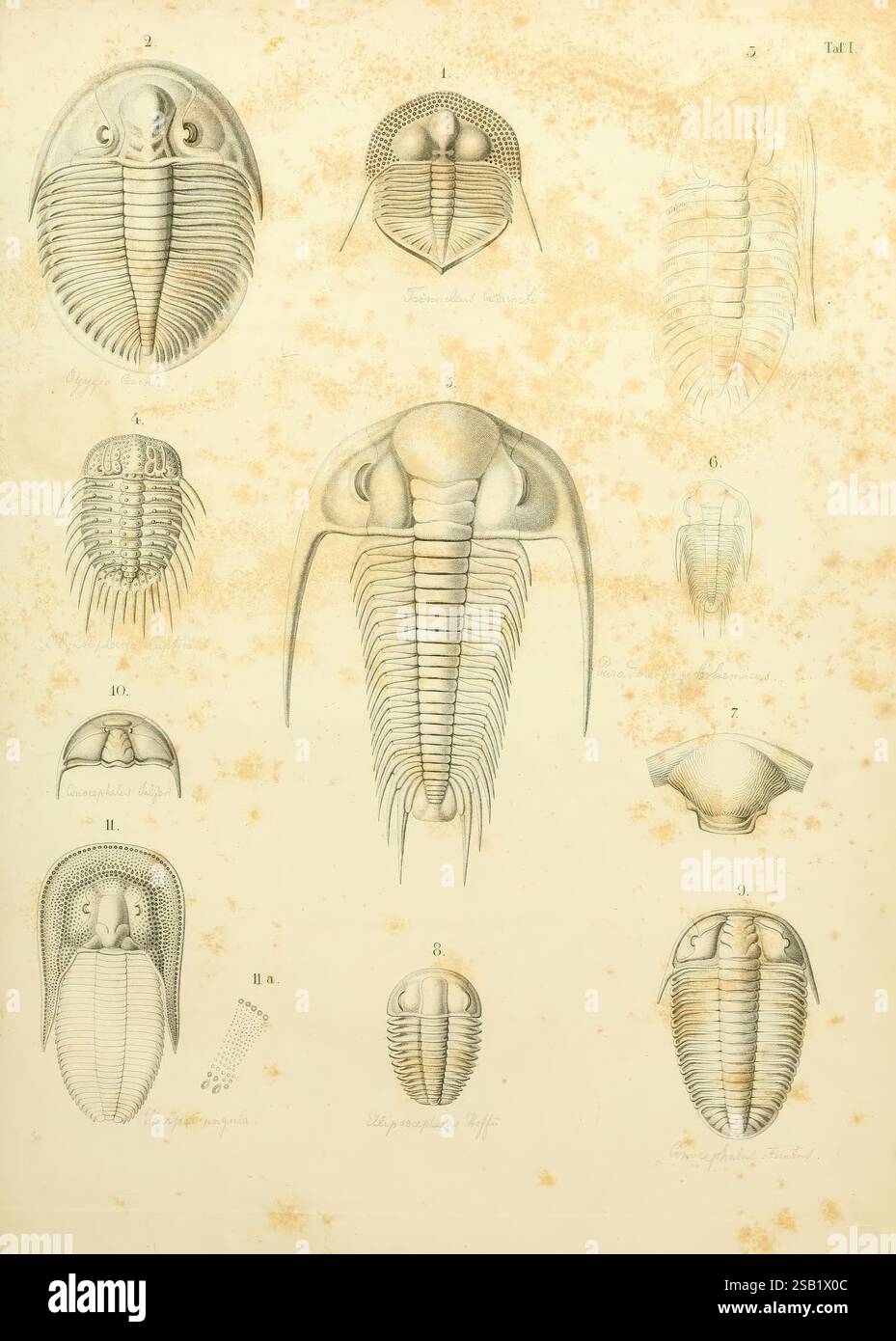 Die Organisation der Trilobiten aus ihren lebenden Verwandten ...