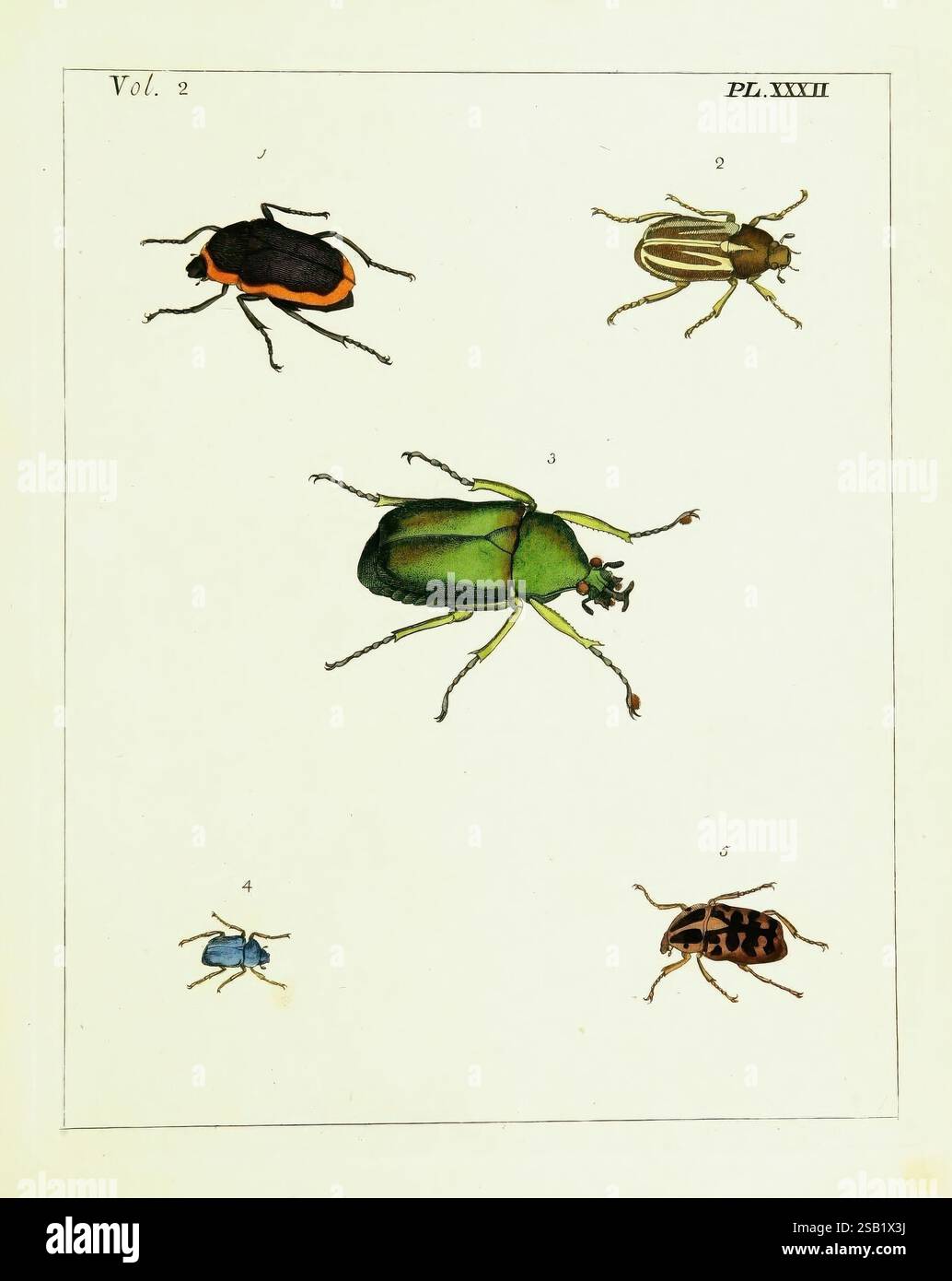 Large green beetle stands hi-res stock photography and images - Alamy