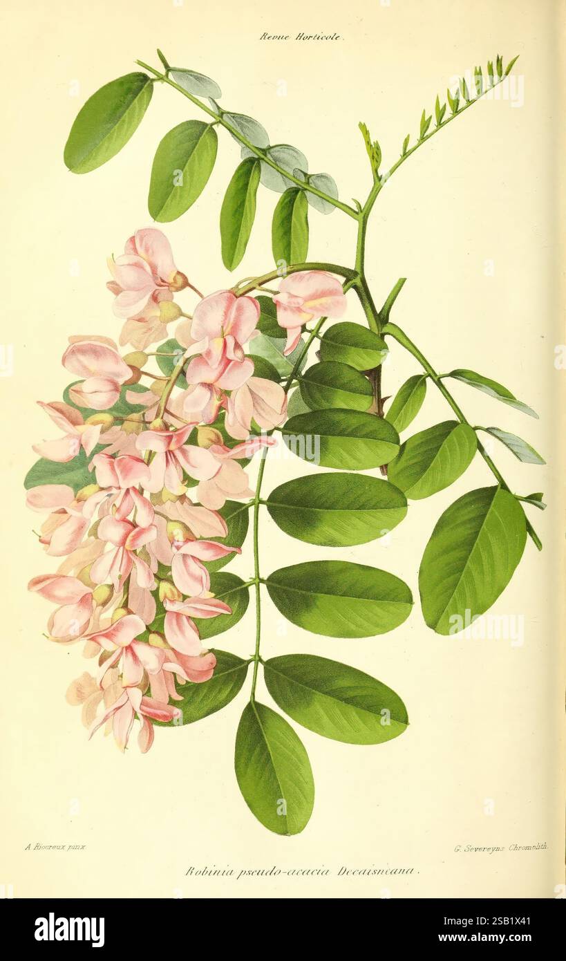 Revue horticole, Paris, Librairie agricole de la maison rustique, 1829 ...