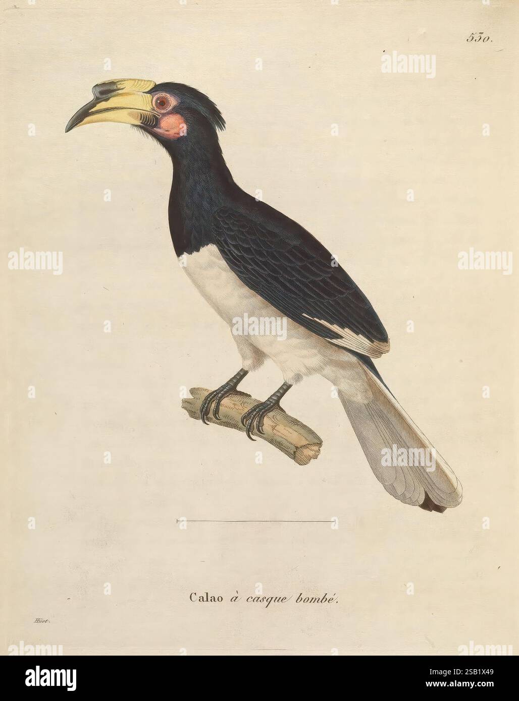1838 birds pictorial works buceros hi-res stock photography and images ...