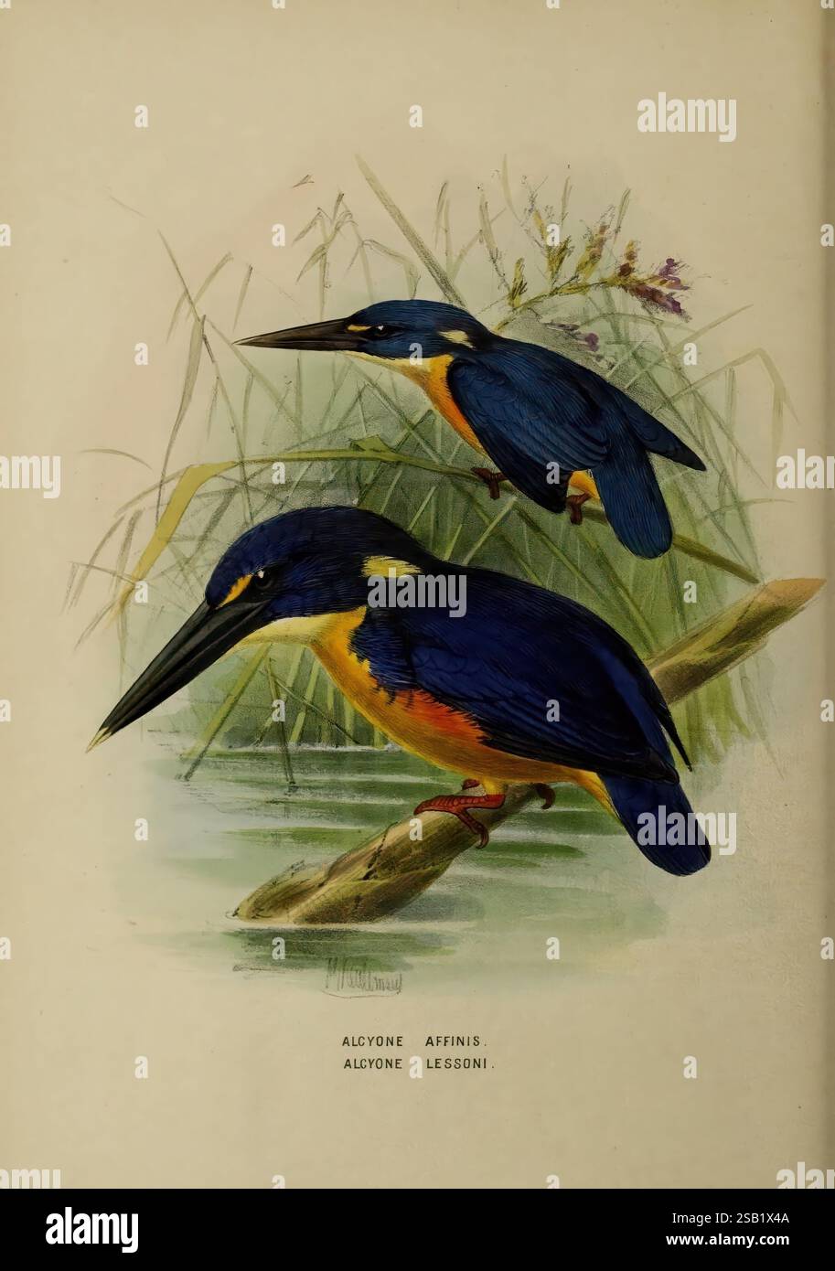 Alcyone lessonii hi-res stock photography and images - Alamy