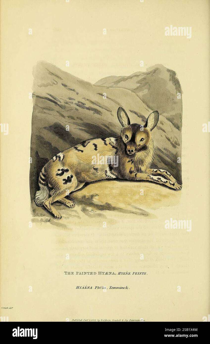 Hyenas adaptability hi-res stock photography and images - Alamy