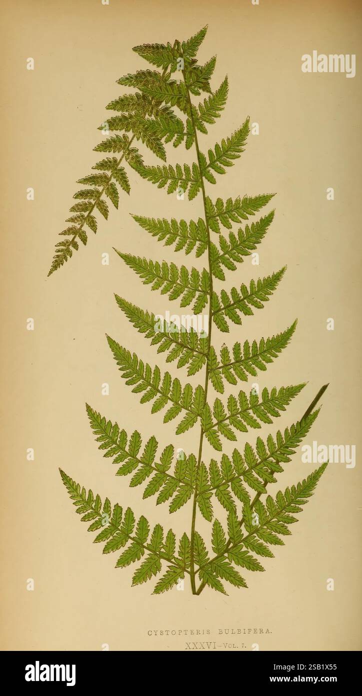 Prominently displays elongated hi-res stock photography and images - Alamy