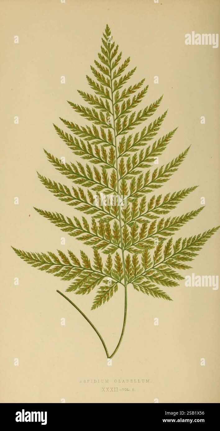 Aspidium claribellum hi-res stock photography and images - Alamy