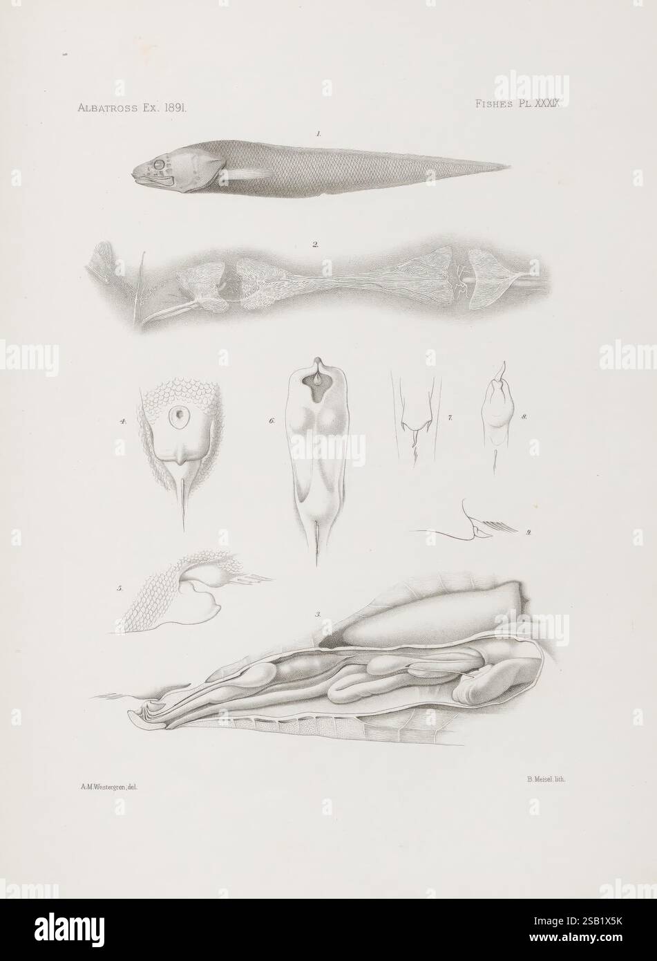 Top section features different fish forms hi-res stock photography and ...