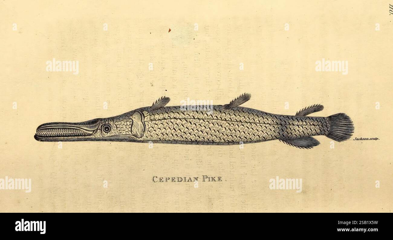 Labeled text indicates hi-res stock photography and images - Alamy