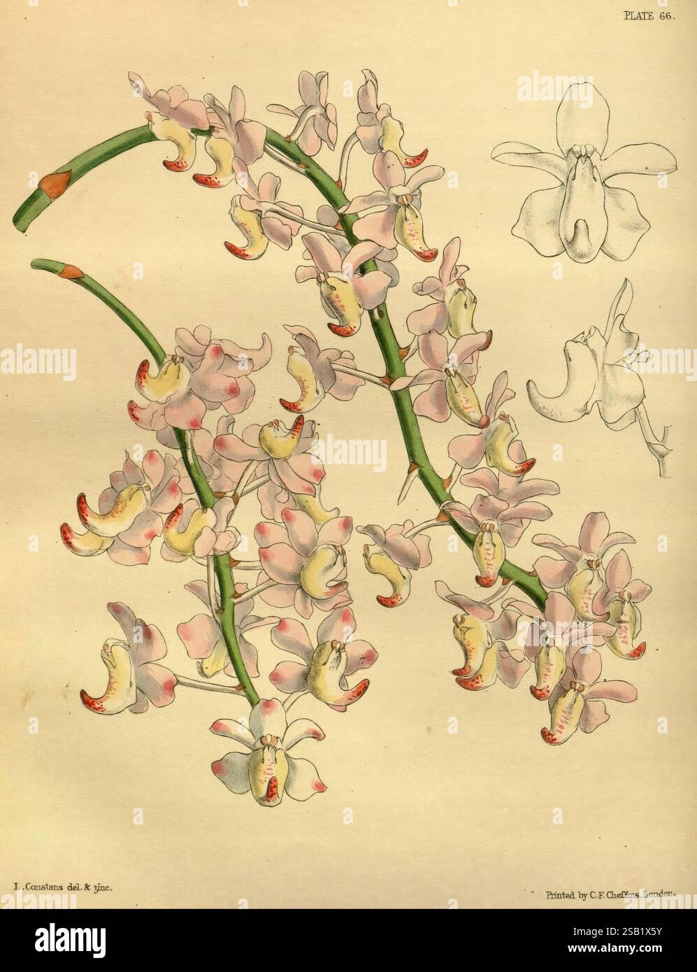 Paxton's, Flower, Garden, London, Bradbury, And, Evans, 1850-1853., A ...