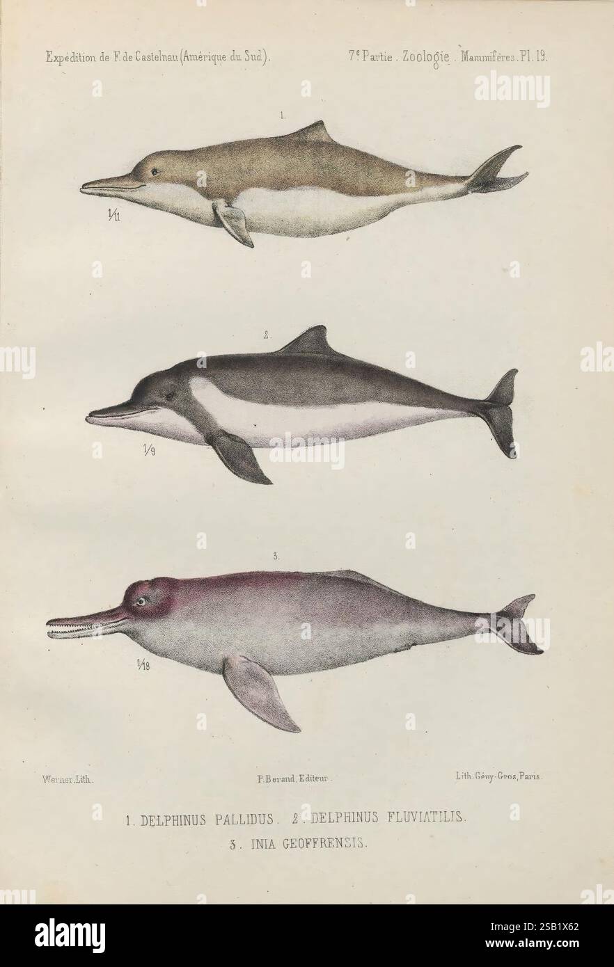 Labeled delphinus fluviatilis hi-res stock photography and images - Alamy