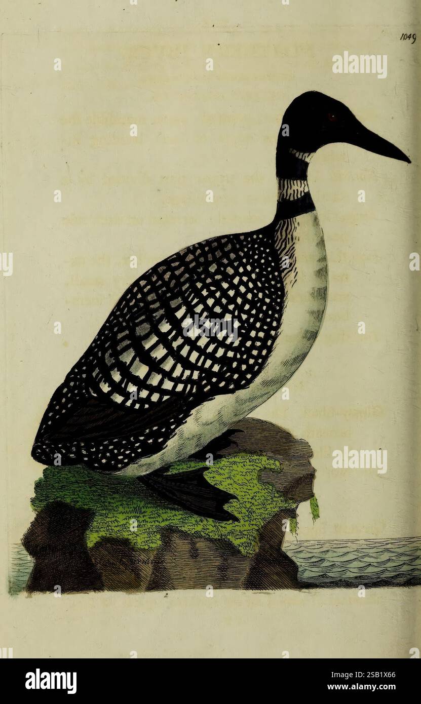 The naturalist's miscellany, or Coloured figures of natural objects ...