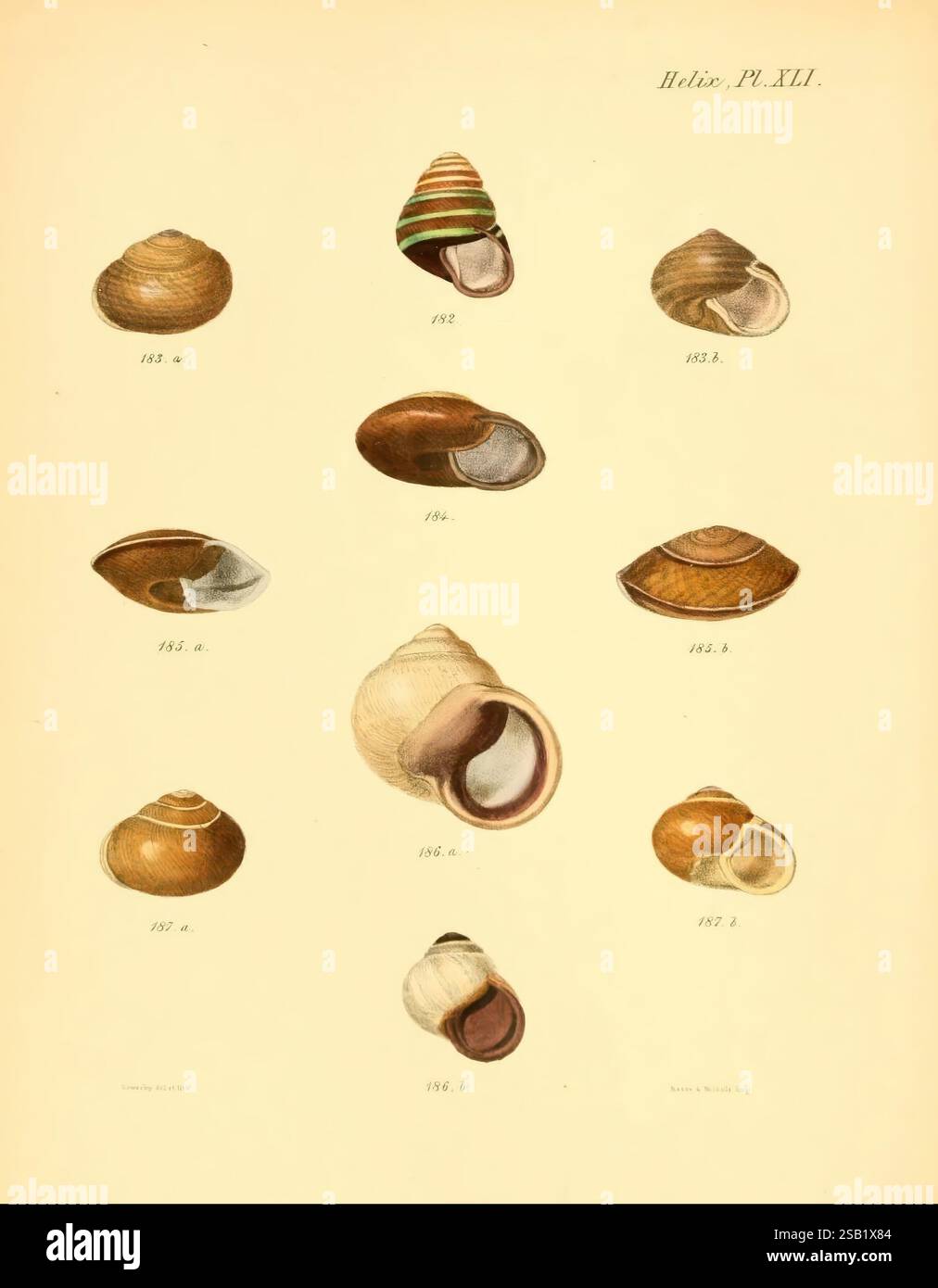 Conchologia Iconica, or Illustrations of the shells of mollusks London ...