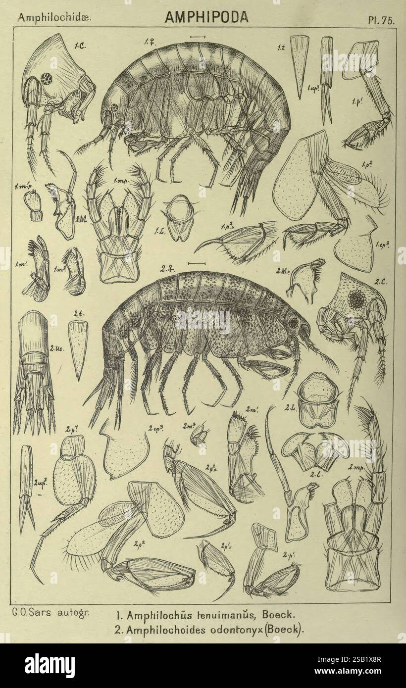 Amphipod structure hi-res stock photography and images - Alamy