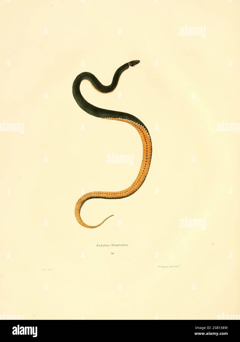 Snakes elegant form hi-res stock photography and images - Alamy