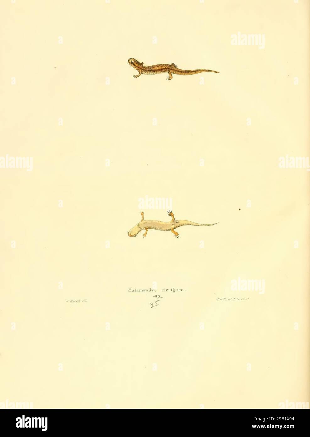 North American herpetology, Philadelphia, J. Dobson, 1836-1840 ...