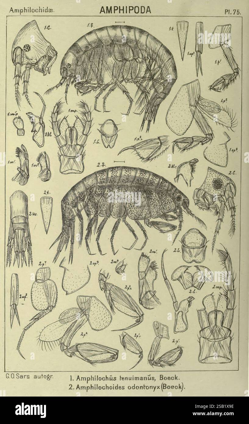 An account of the Crustacea of Norway Amphipoda plates Christiania, A ...