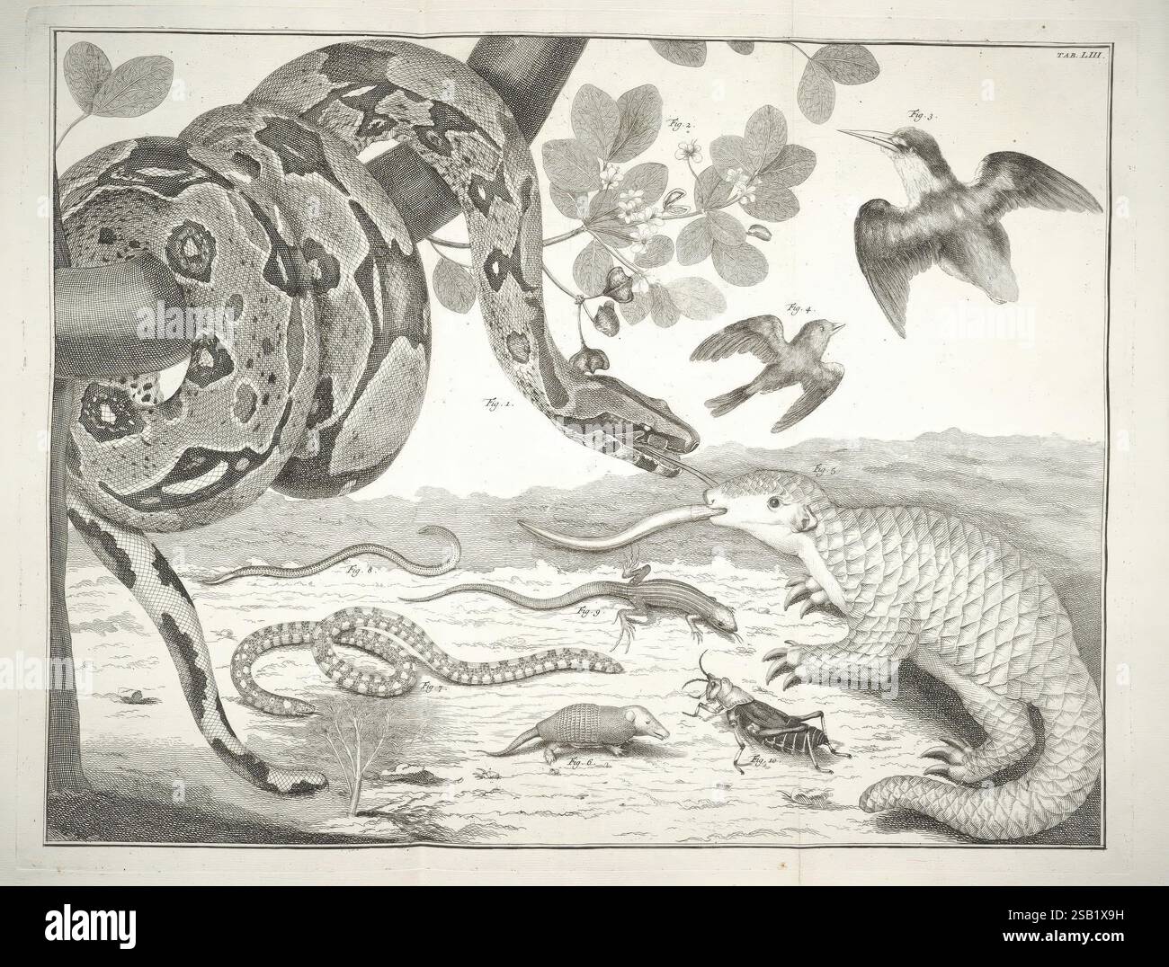 Menacing snake coils hi-res stock photography and images - Alamy