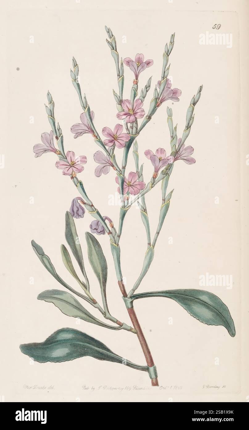 Edwards's Botanical Register, London, James Ridgway, 1829-1847, 1829 ...