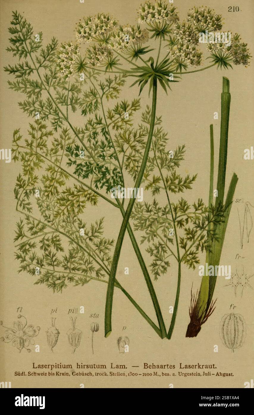 Atlas der Alpenflora Wien Alpenvereins 1882 alps atlases mountain ...