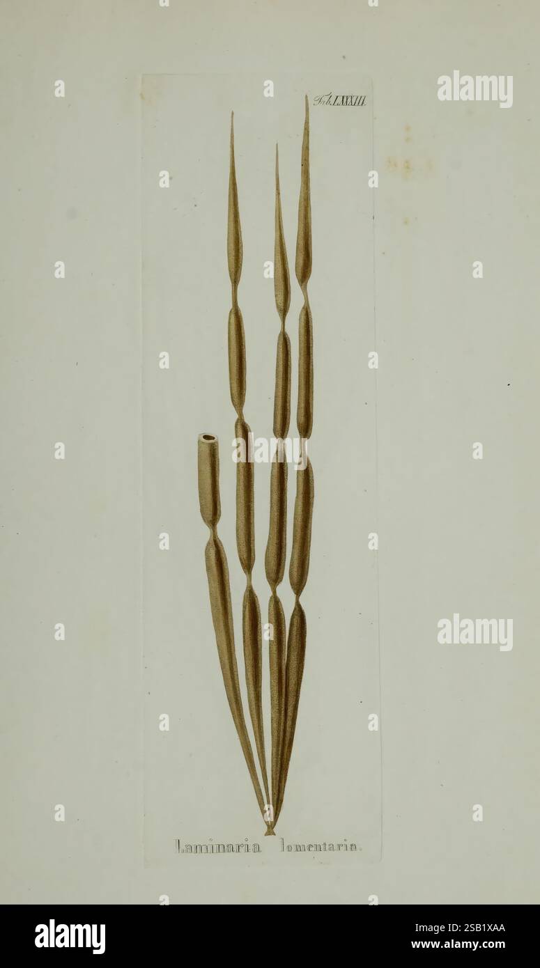 Four elongated aquatic plants hi-res stock photography and images - Alamy