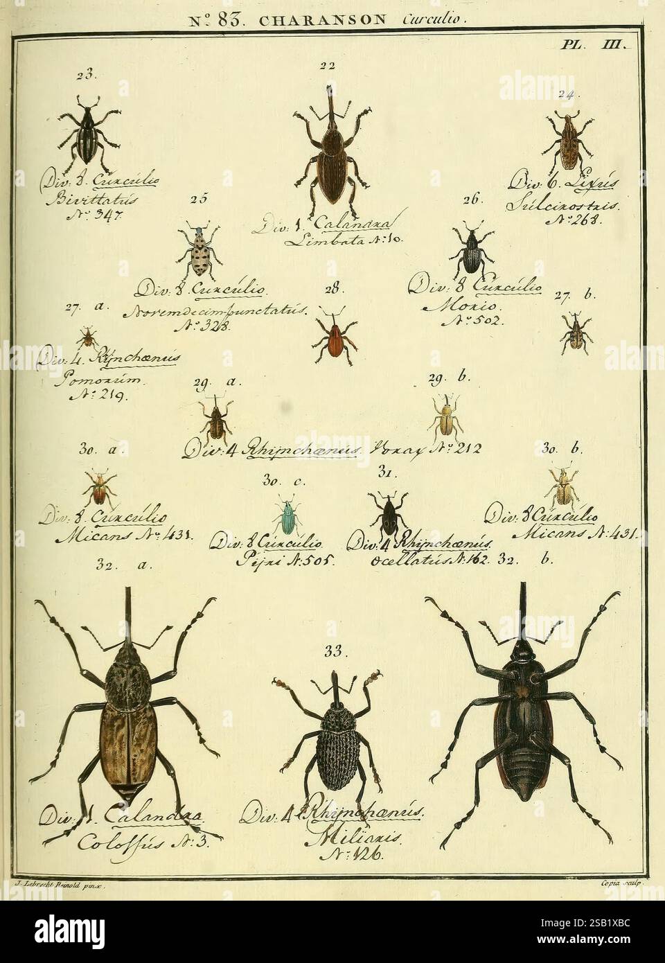 Dorsal calamitus hi-res stock photography and images - Alamy