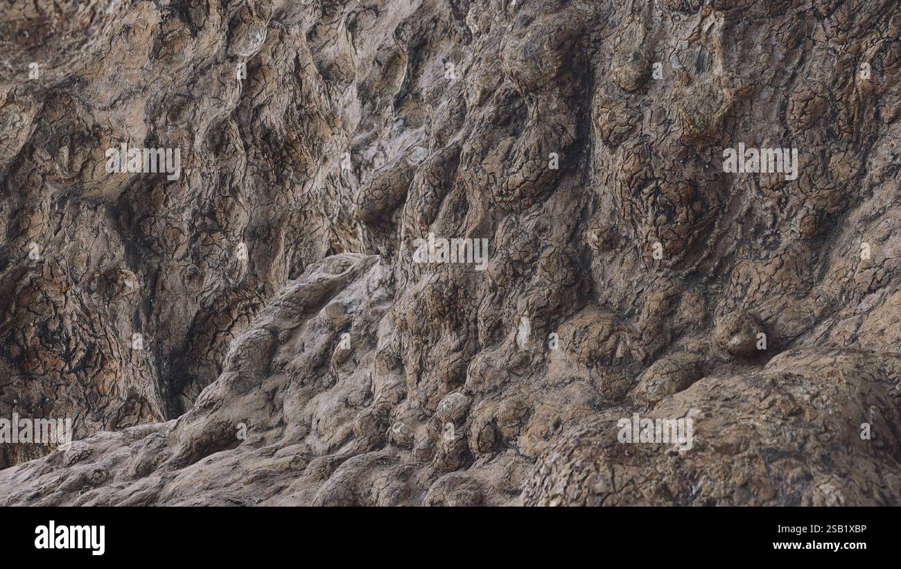 Natural background of natural patterns on a tree trunk. There is an ...