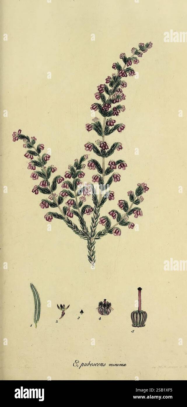 The heathery, or A monograph of the genus Erica, London, Henry G. Bohn ...