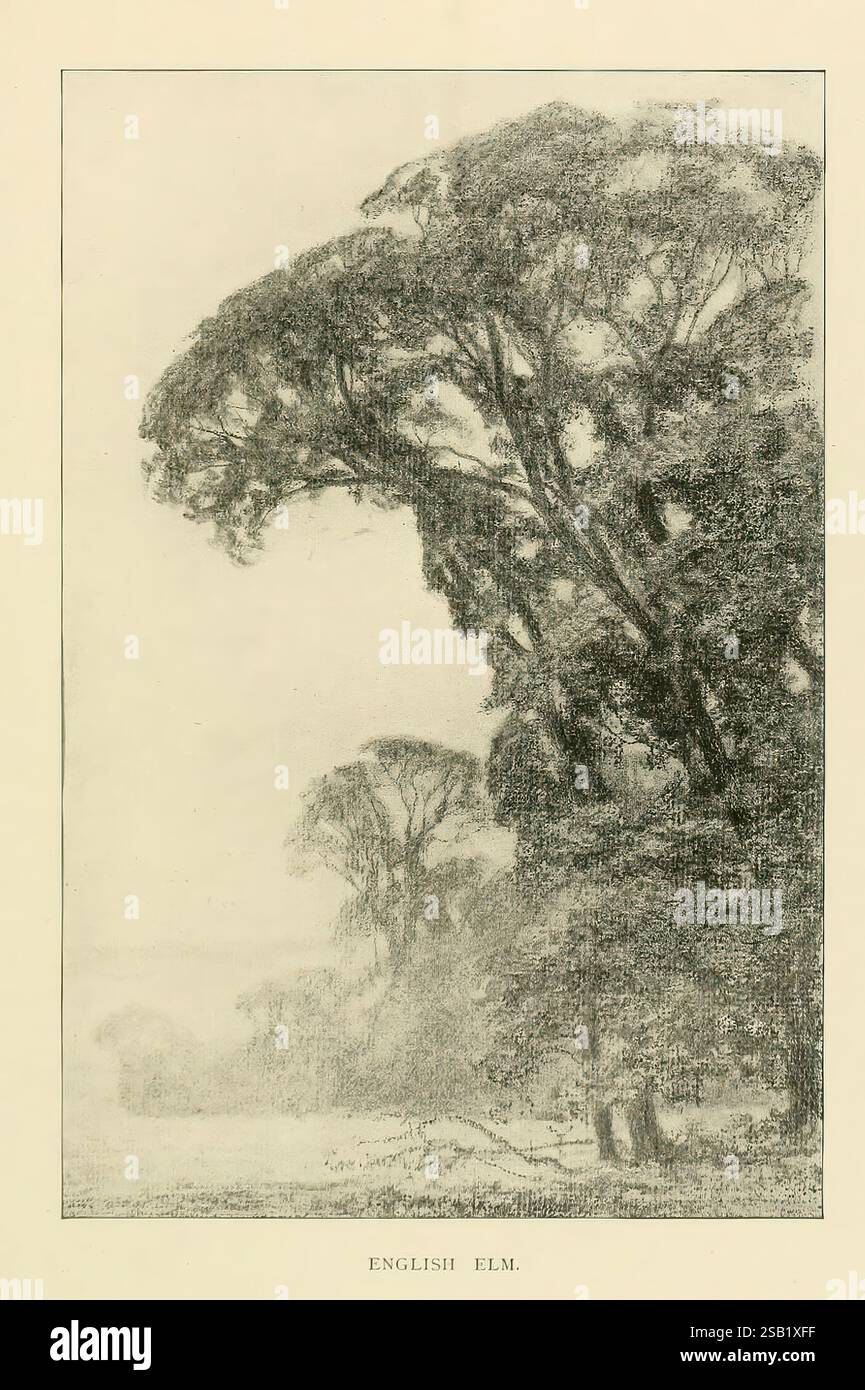 Towering elms hi-res stock photography and images - Alamy