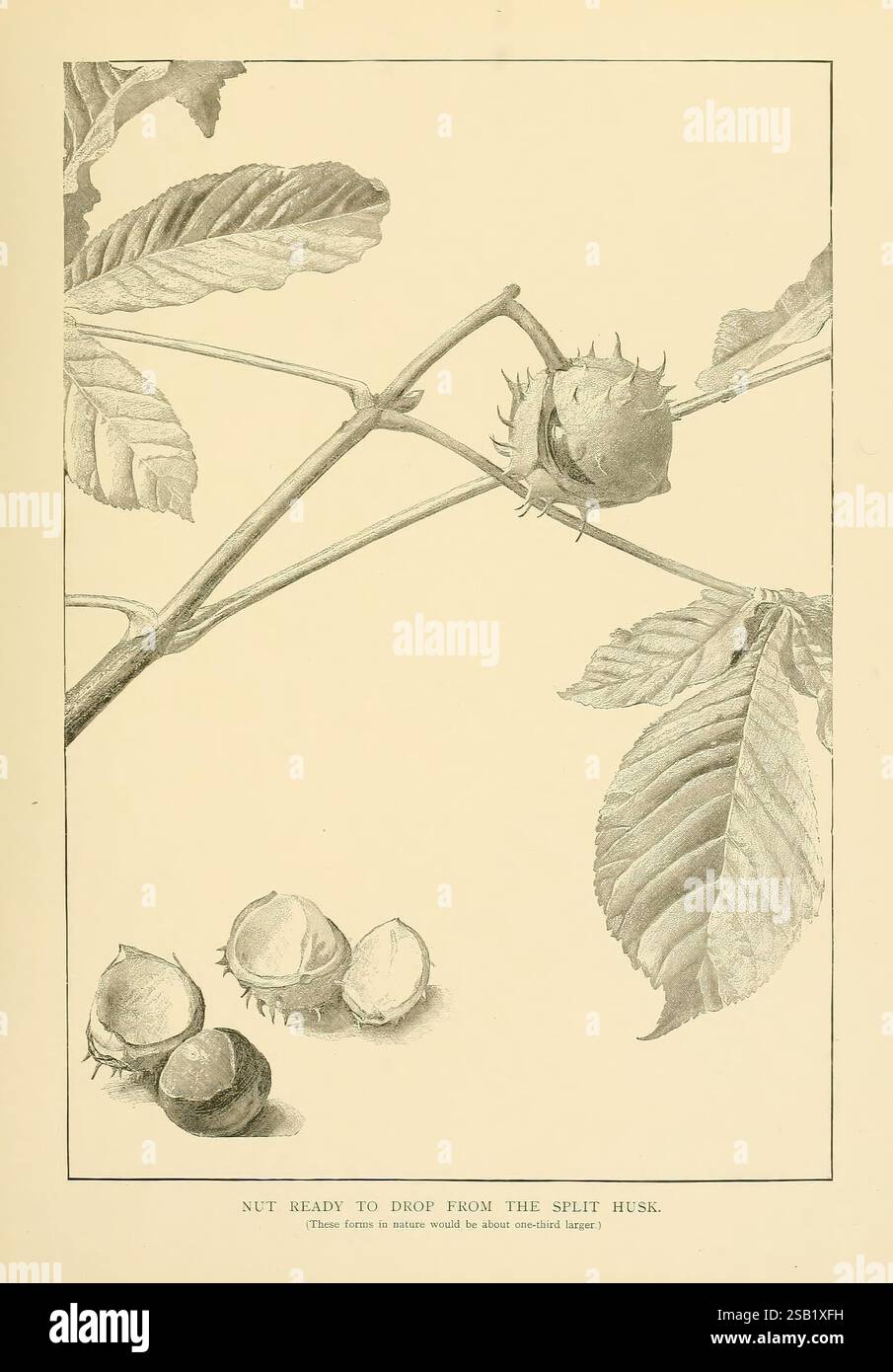 British, trees, London, Hutchinson, 1907, Great Britain, trees, A ...