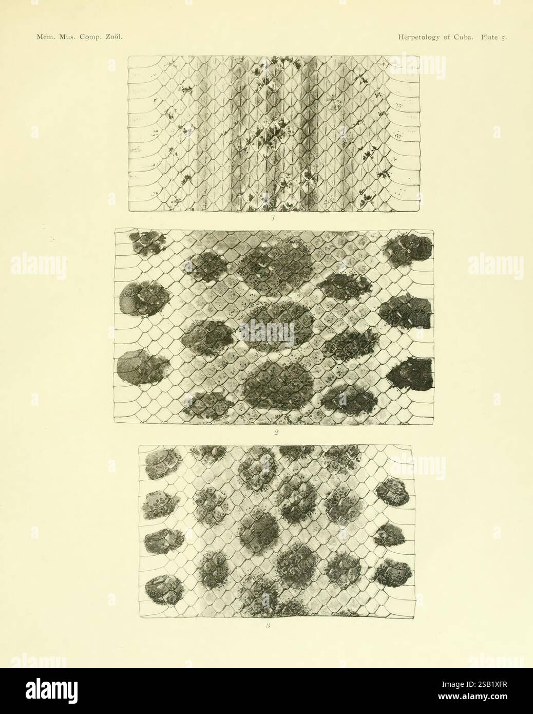 The, herpetology, of, Cuba, Cambridge, Printed, for the, Museum, 1919 ...