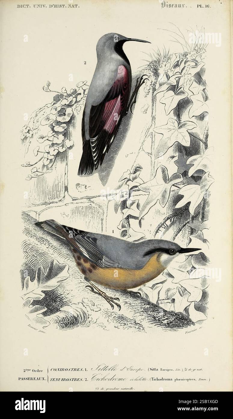 Artwork showcases two distinct bird species perched hi-res stock ...