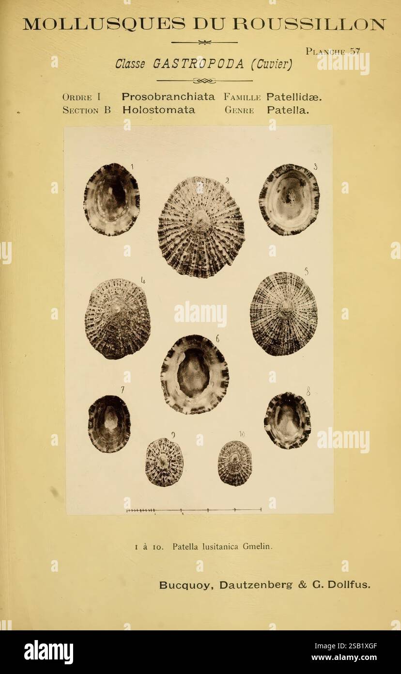 Patella lusitanica gmelin hi-res stock photography and images - Alamy