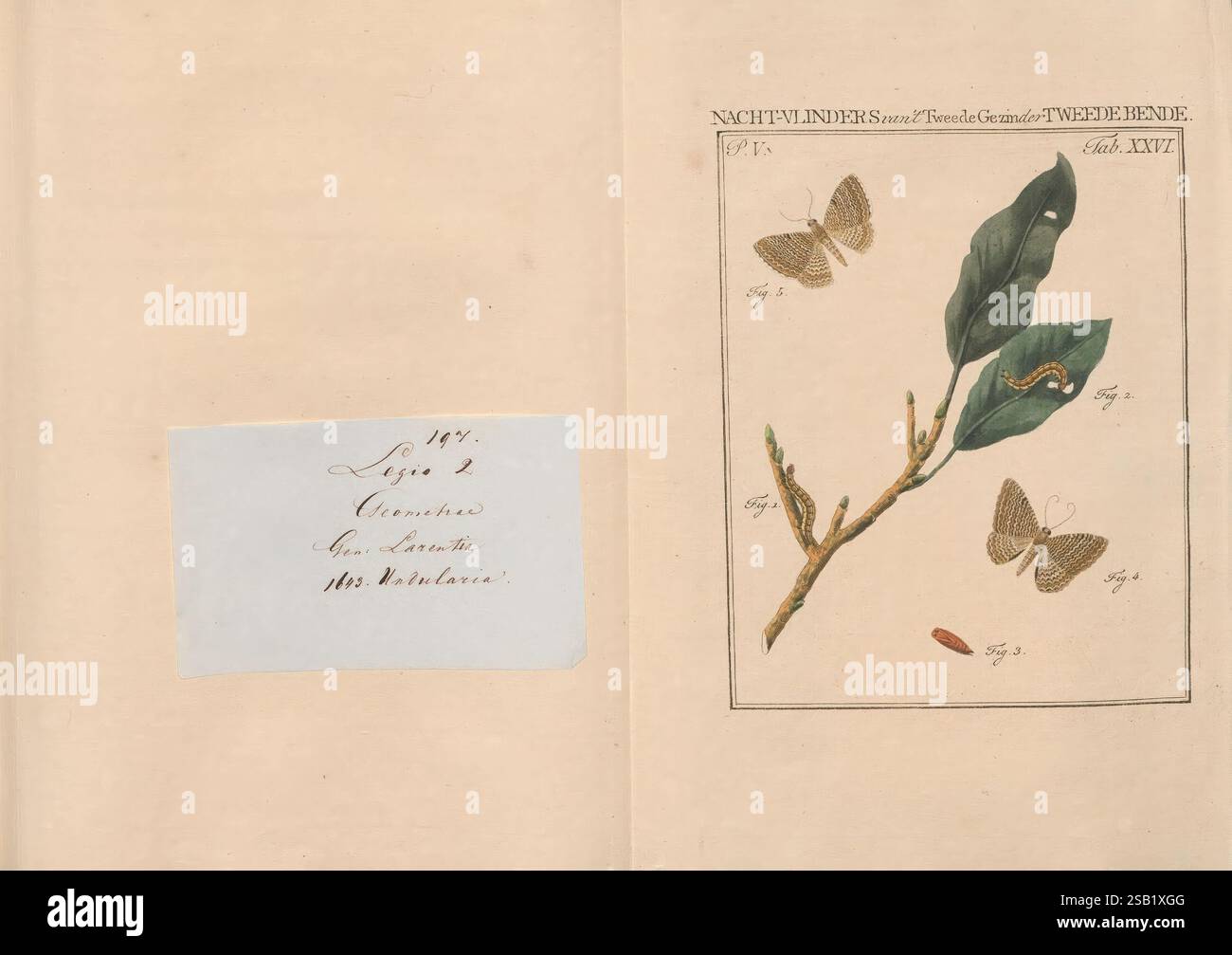 Moths life cycle alongside hi-res stock photography and images - Alamy