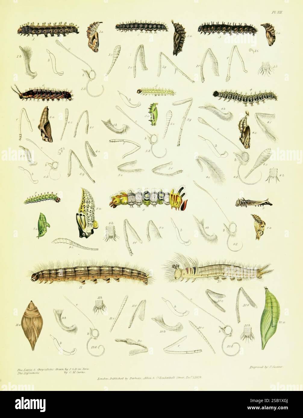 Different caterpillar forms alongside hi-res stock photography and ...
