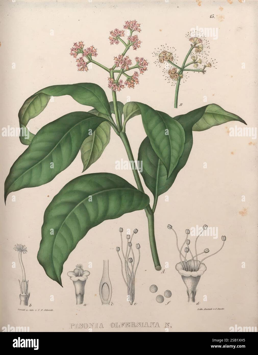 Labeled sketches detail hi-res stock photography and images - Alamy