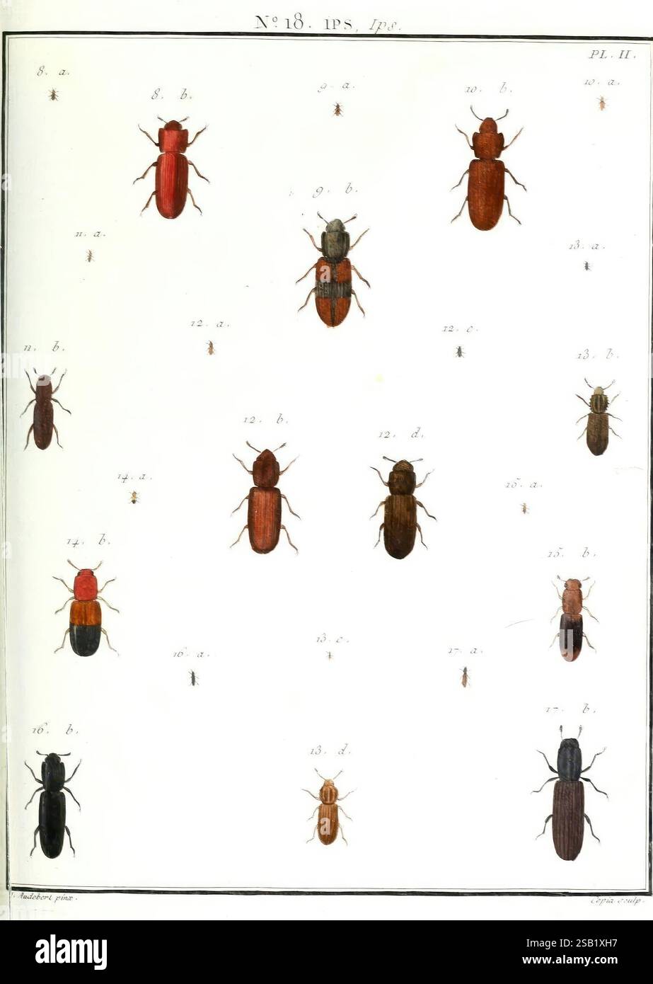 Top row features predominantly red beetles hi-res stock photography and ...